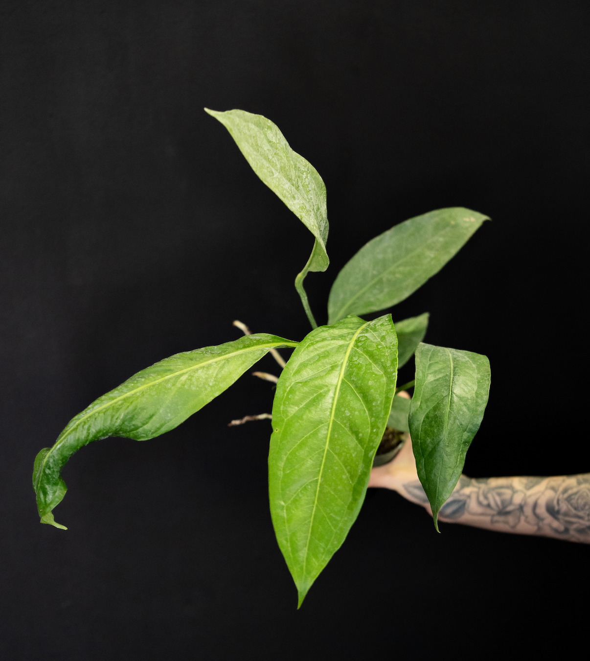 Anthurium / Big Bill – Flora/Fauna